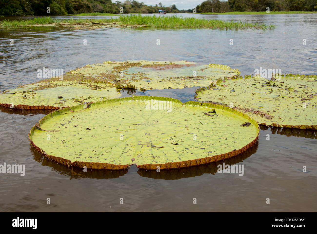 Brazil, Amazon, Valeria River, Boca da Valeria. Giant Amazon lily pads ...