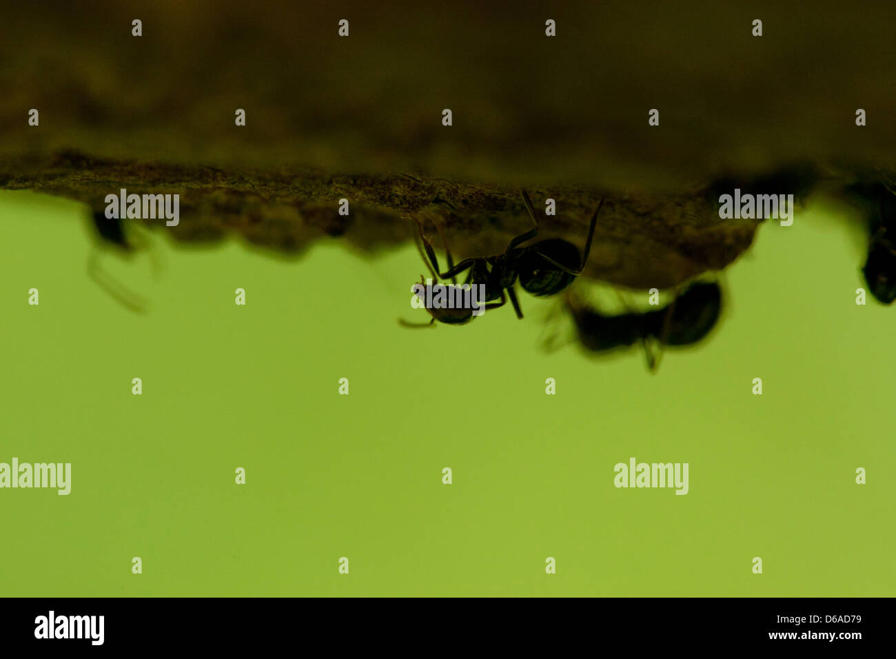 Formica rufa - wood ants Stock Photo - Alamy