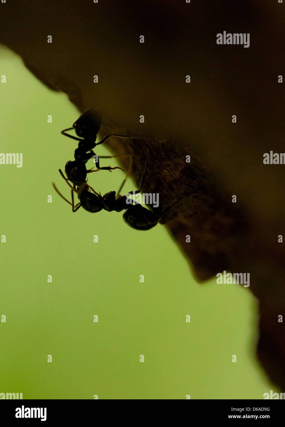 Formica rufa - wood ants Stock Photo - Alamy