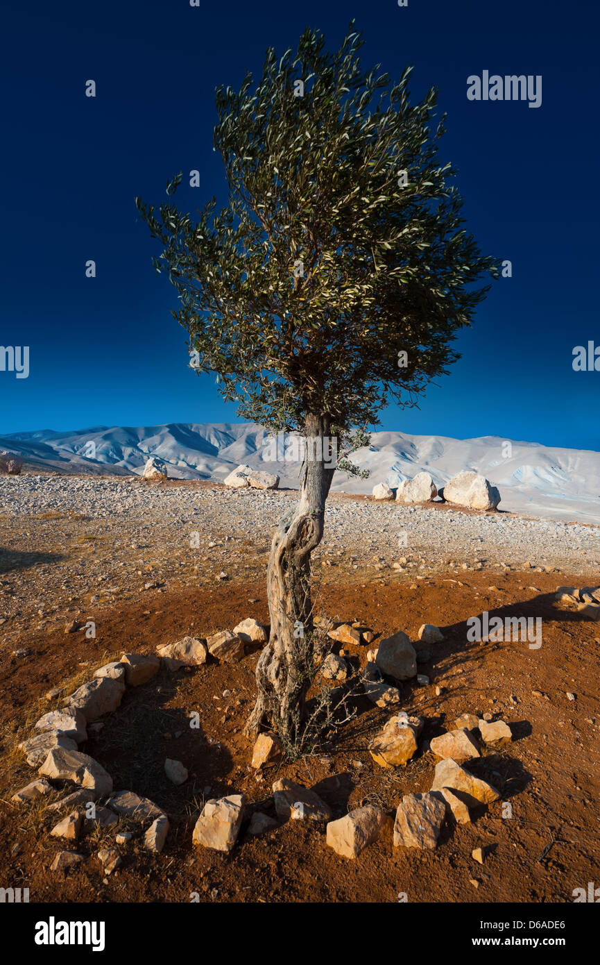 Olive farming palestine hi-res stock photography and images - Alamy
