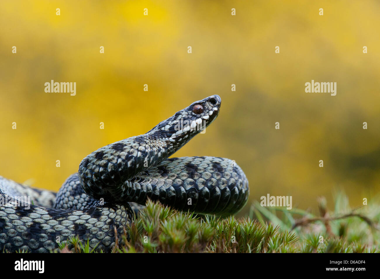 Red adder hi-res stock photography and images - Alamy