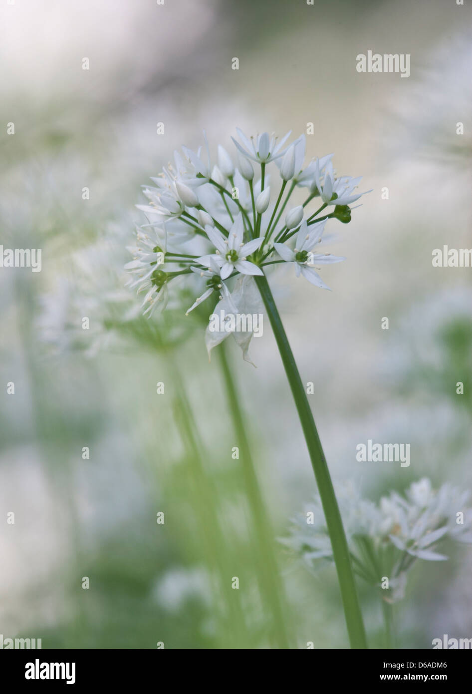 Allium ursinum - wild garlic Stock Photo - Alamy