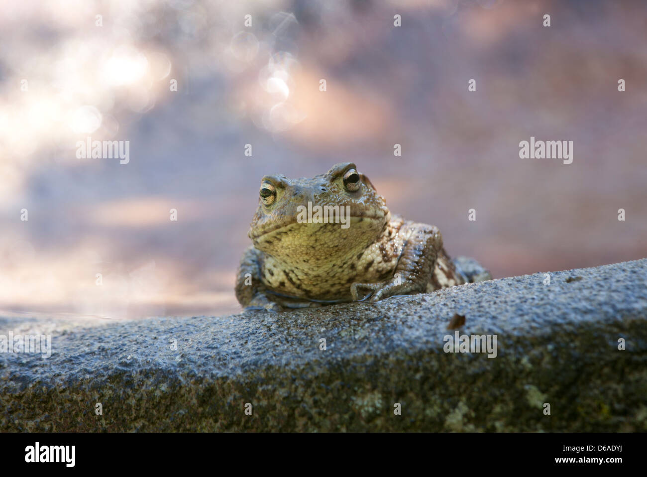 Bufo bufo - common toad Stock Photo - Alamy