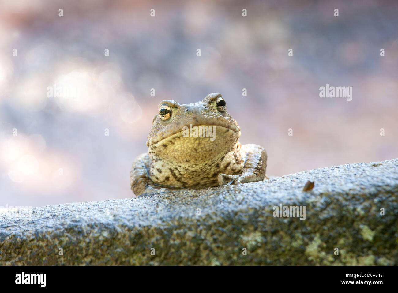 Bufo bufo - common toad Stock Photo - Alamy