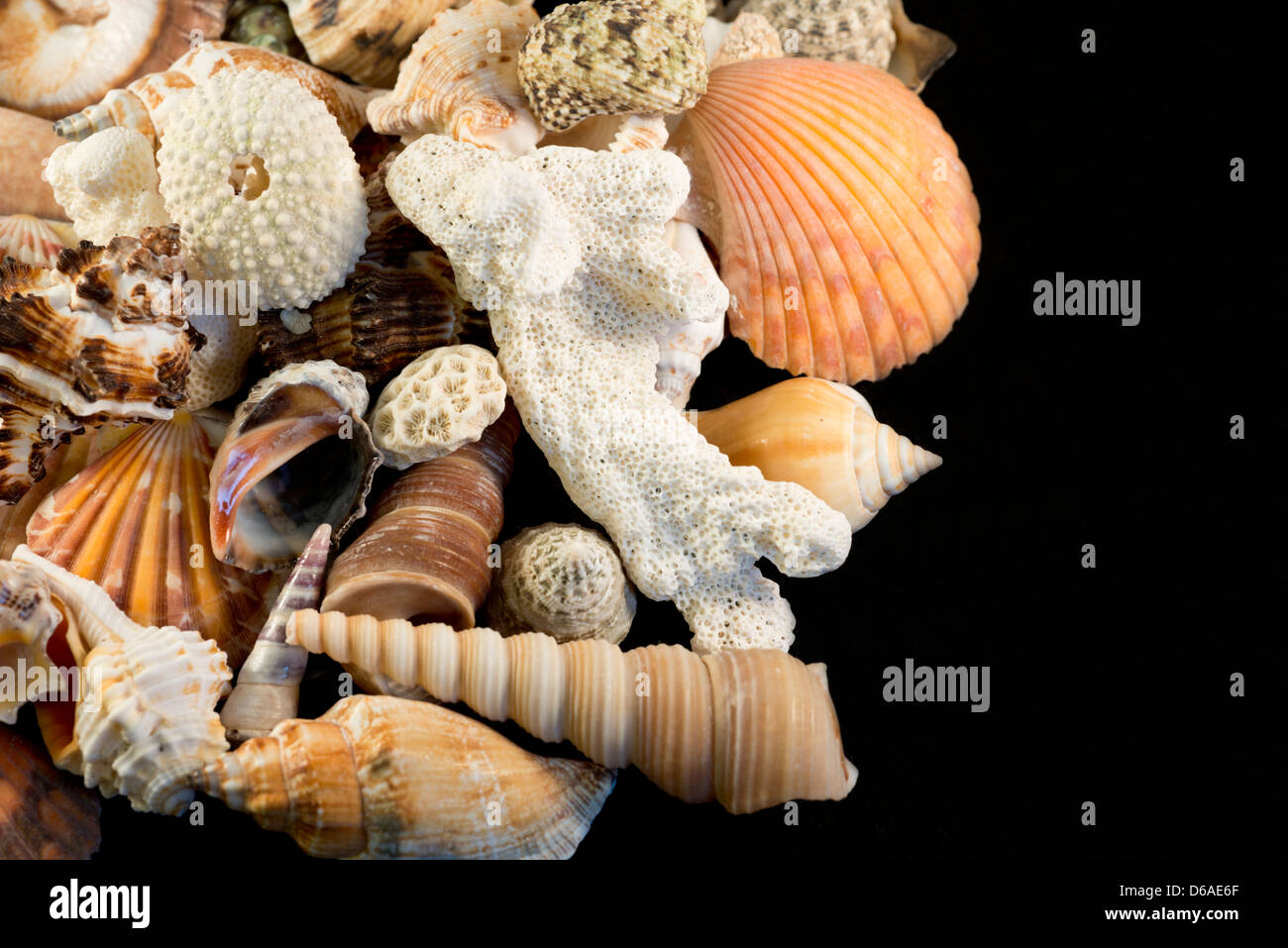 USA - Detail of seashells from around the world Stock Photo - Alamy
