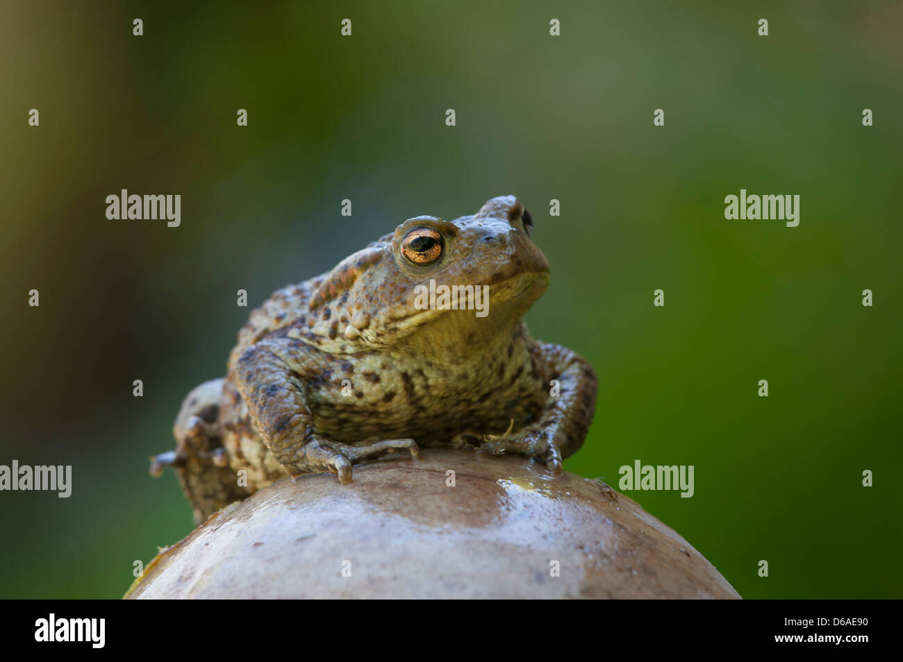 Warty toad hi-res stock photography and images - Alamy