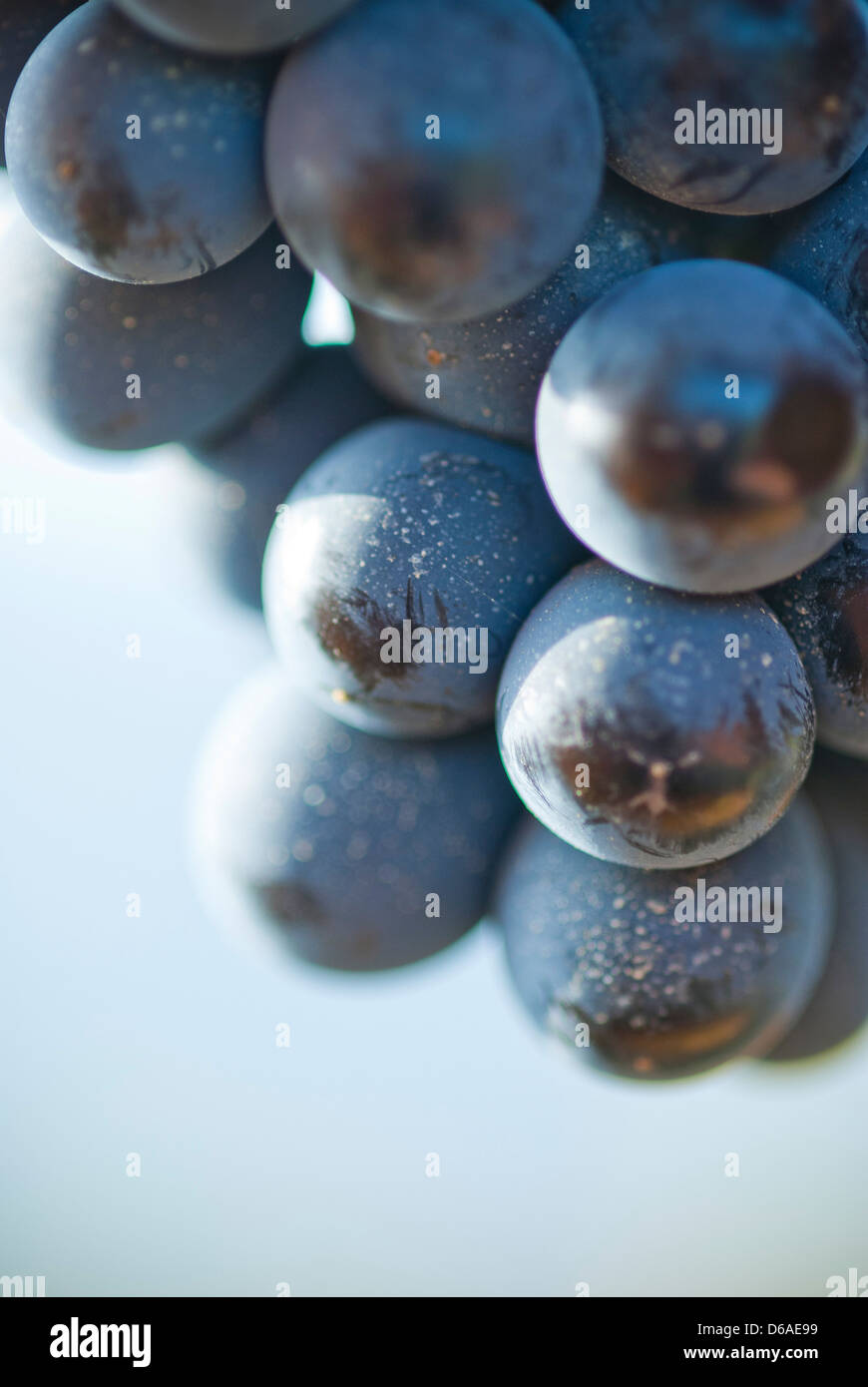 Grapes on Vine, Close-Up Stock Photo - Alamy