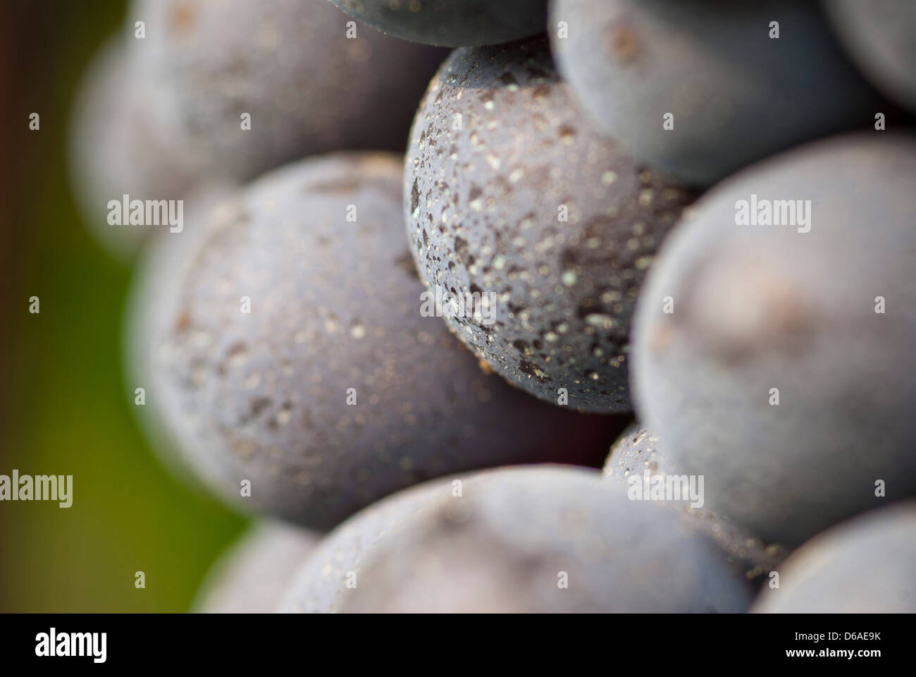 Nebbiolo grapes hi-res stock photography and images - Alamy