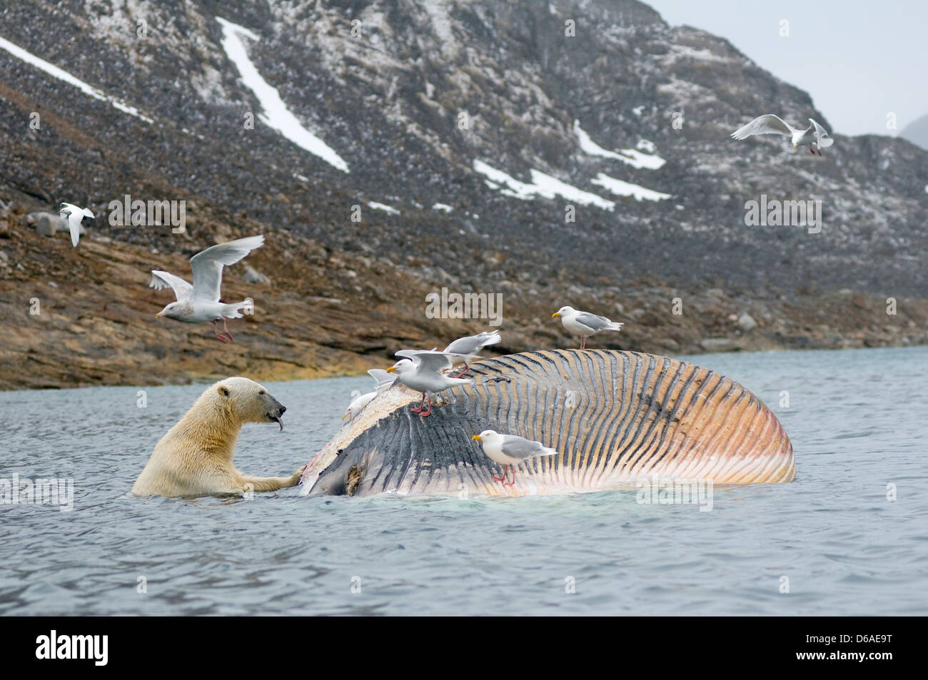 Polar bear Ursus maritimus group scavenges the carcass of a fin whale ...