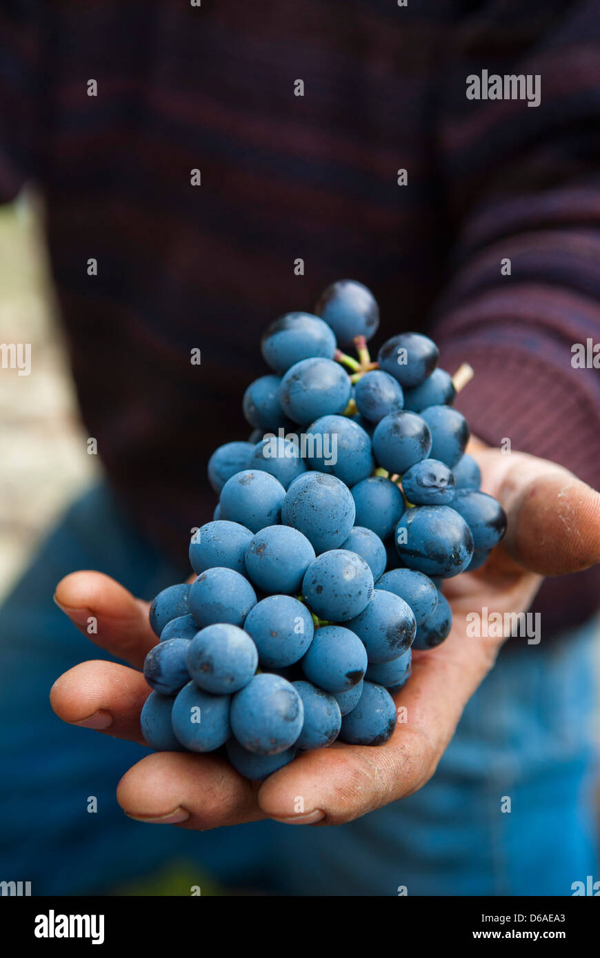 Man Holding Bunch of Grapes Stock Photo - Alamy