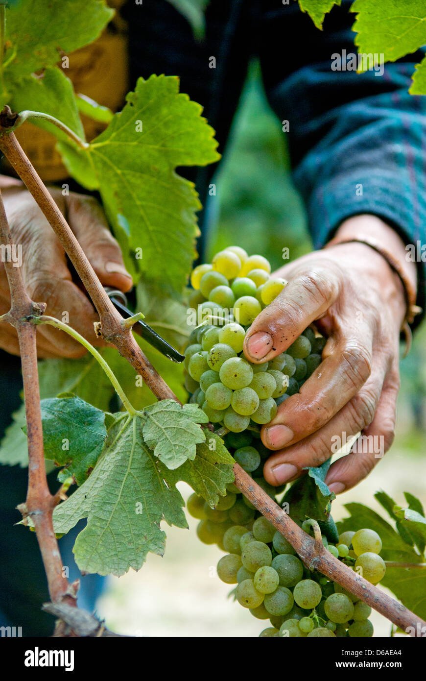 Man Harvesting Grapes Stock Photo - Alamy