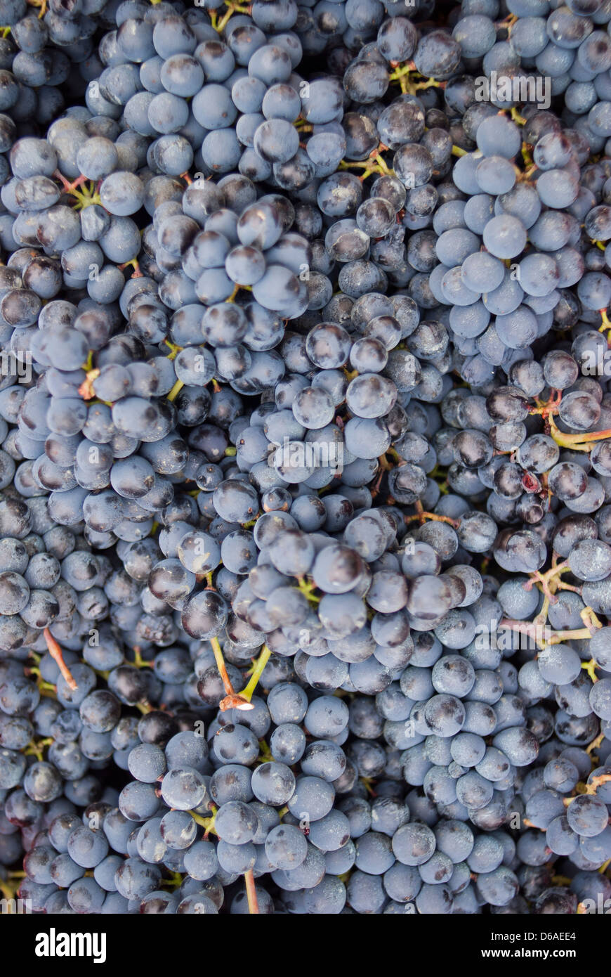 Nebbiolo grapes hi-res stock photography and images - Alamy