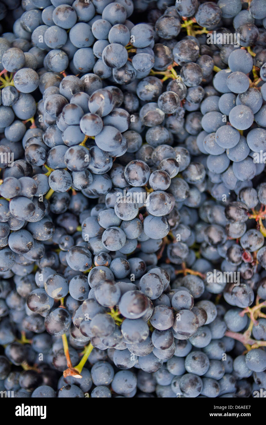 Nebbiolo grapes hi-res stock photography and images - Alamy