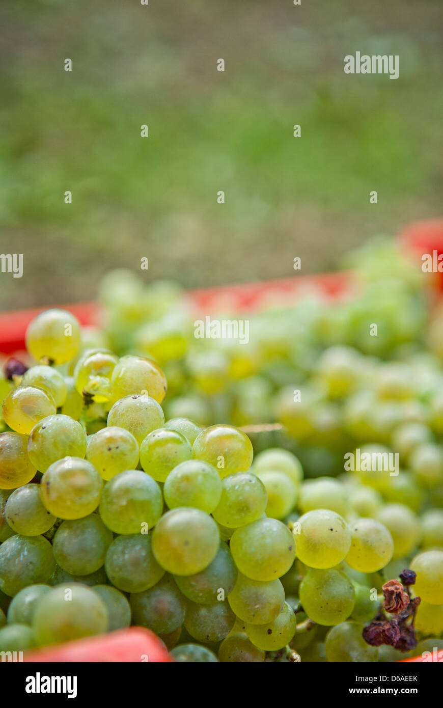 Crate of Green Grapes, Close-Up Stock Photo - Alamy