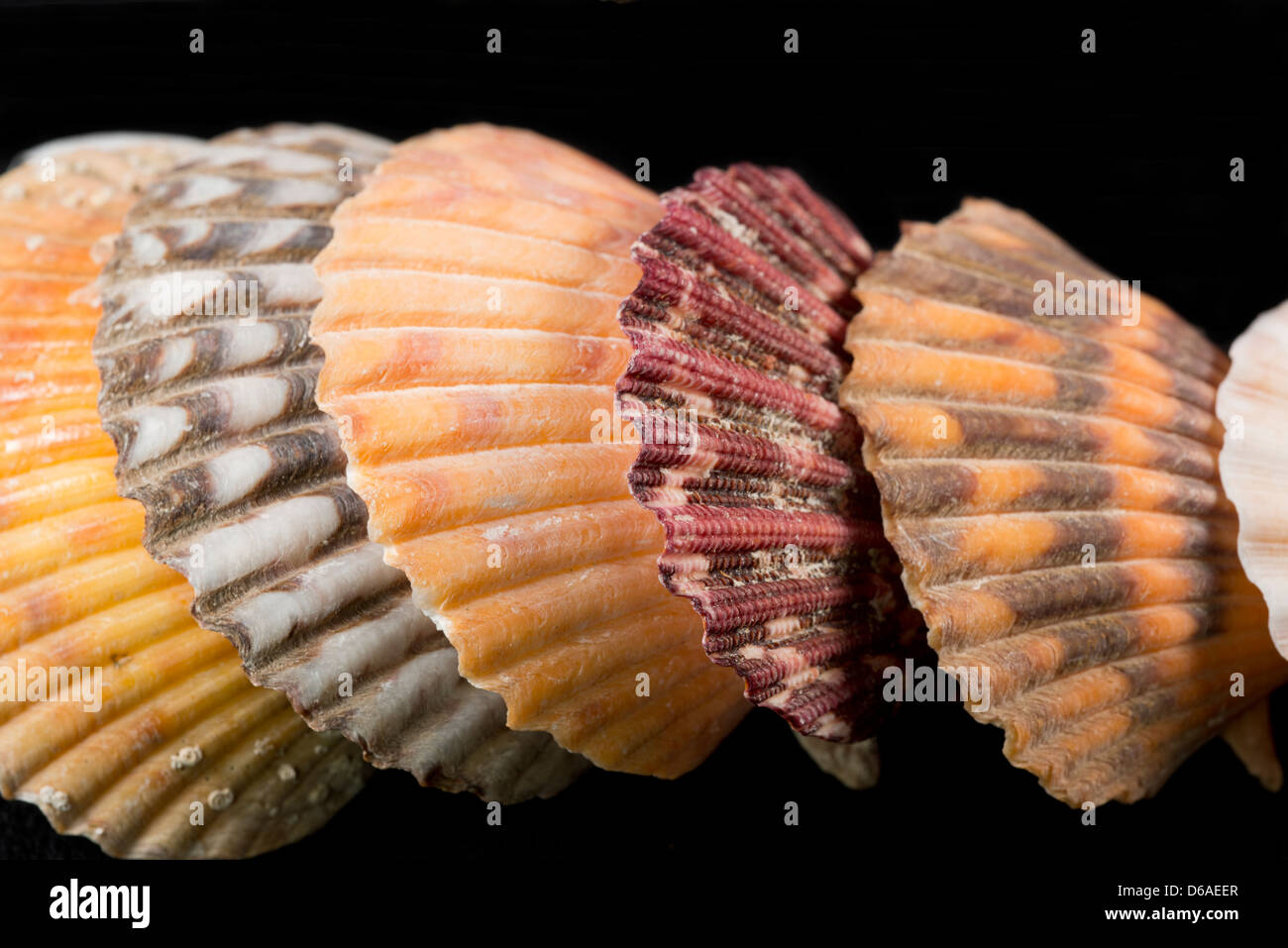 USA - Detail of colorful scalloped shaped seashells from around the ...