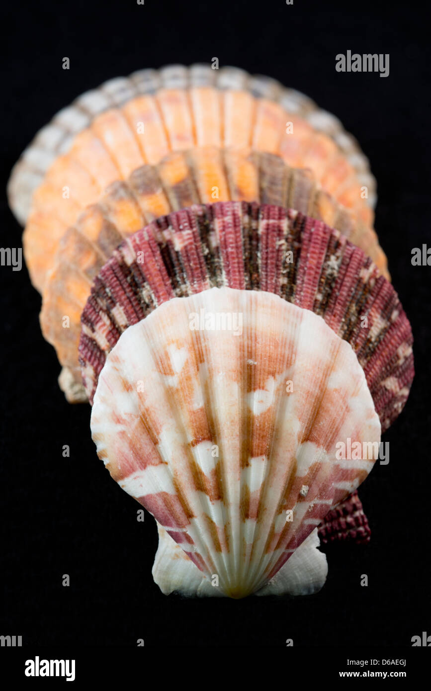 USA - Detail of colorful scalloped shaped seashells from around the ...