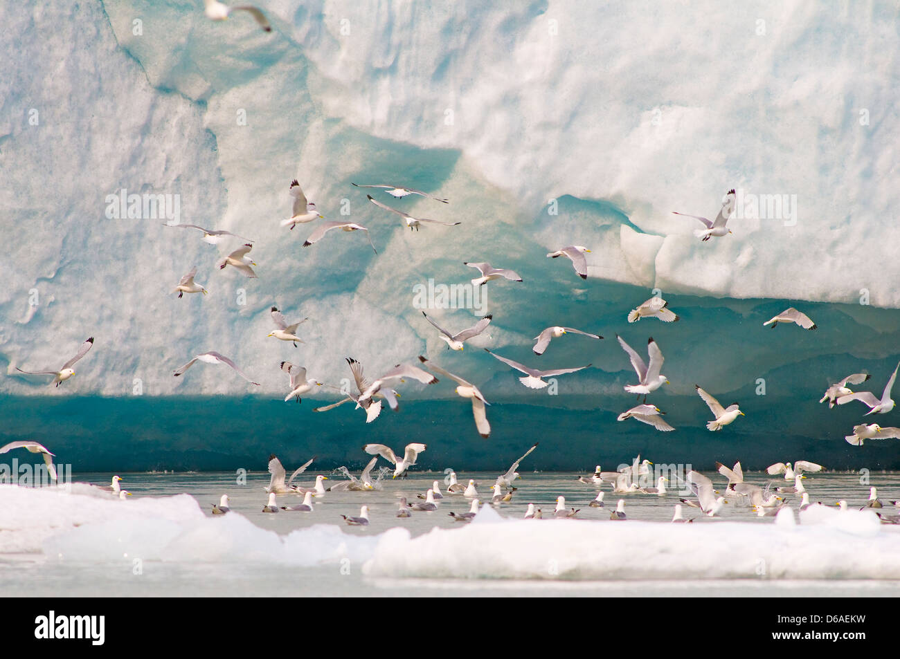 Norway, Svalbard Archipelago, Spitsbergen, Hornsund, Burgerbukta. Black ...