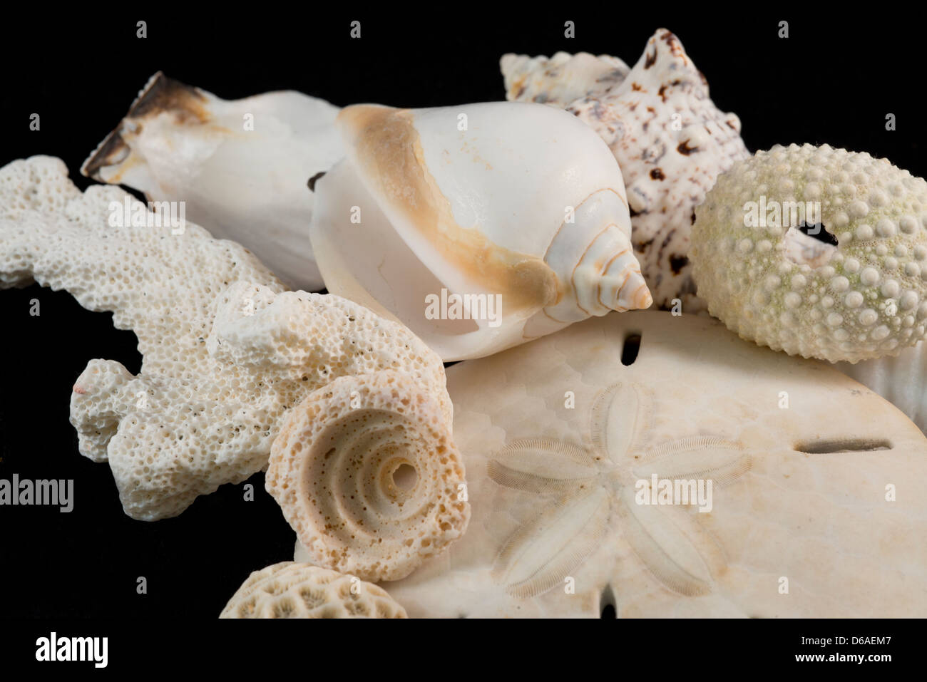 USA - Detail of white seashells, sand dollar & coral from around the ...