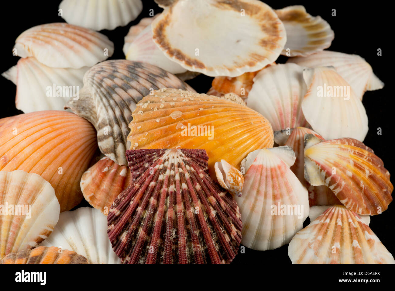 USA - Detail of seashells from around the world Stock Photo - Alamy