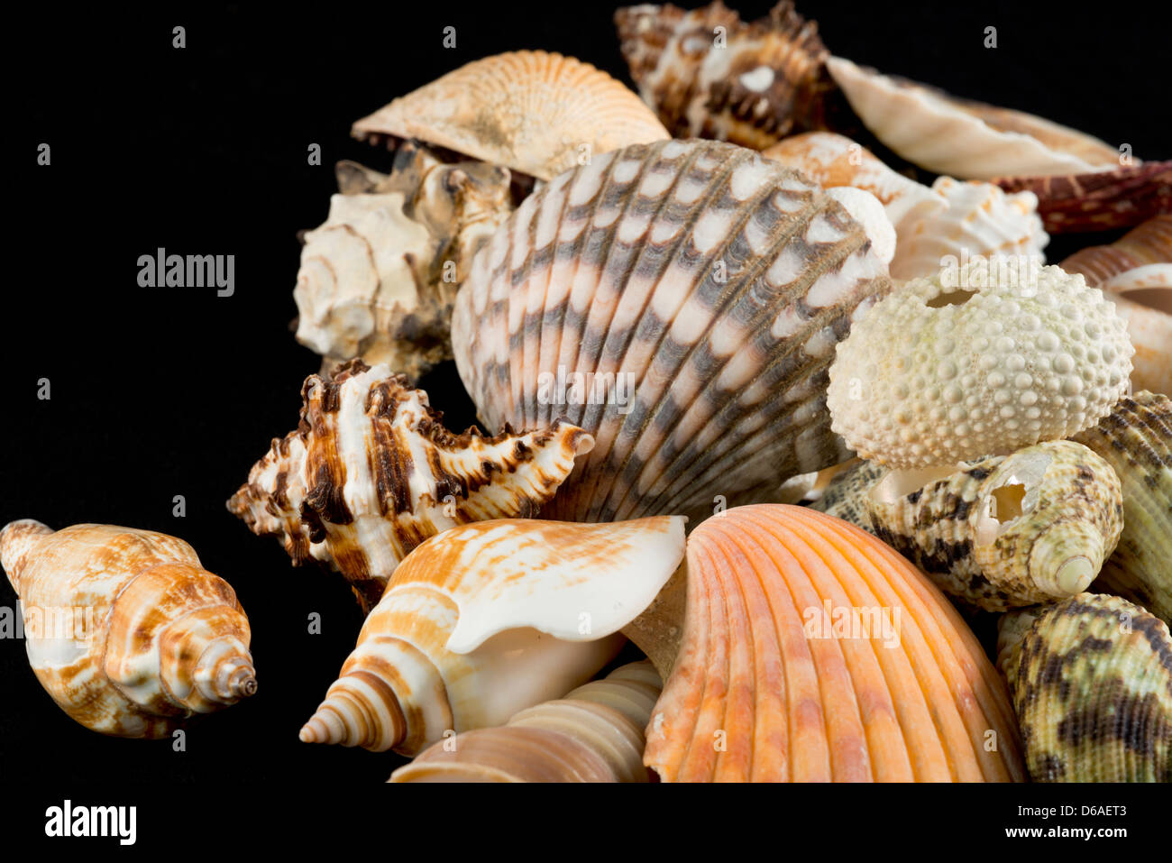 USA - Detail of seashells from around the world Stock Photo - Alamy