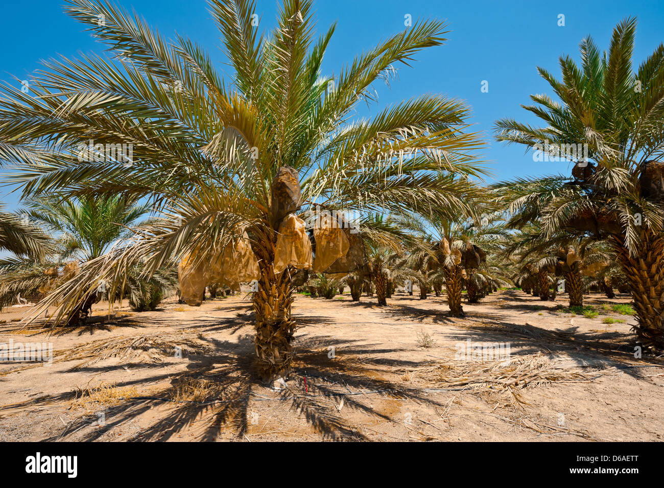 Date palm tree israel hi-res stock photography and images - Alamy