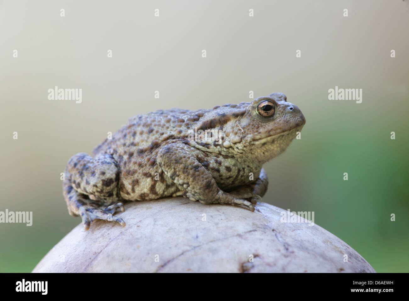 Bufo bufo - common toad Stock Photo - Alamy