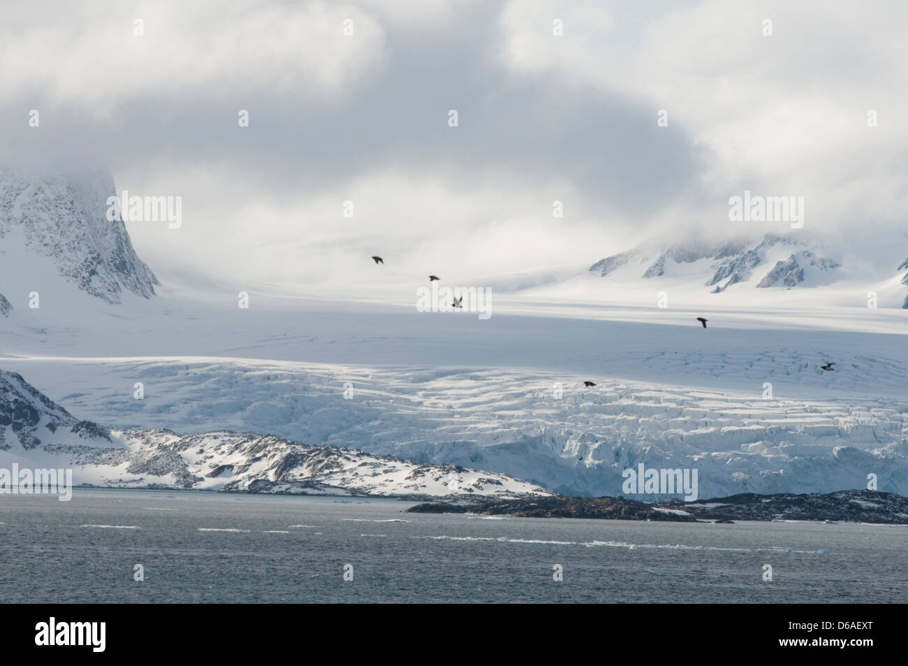 Norway, Svalbard Archipelago, Spitsbergen, Liefdefjorden. Guillemots ...