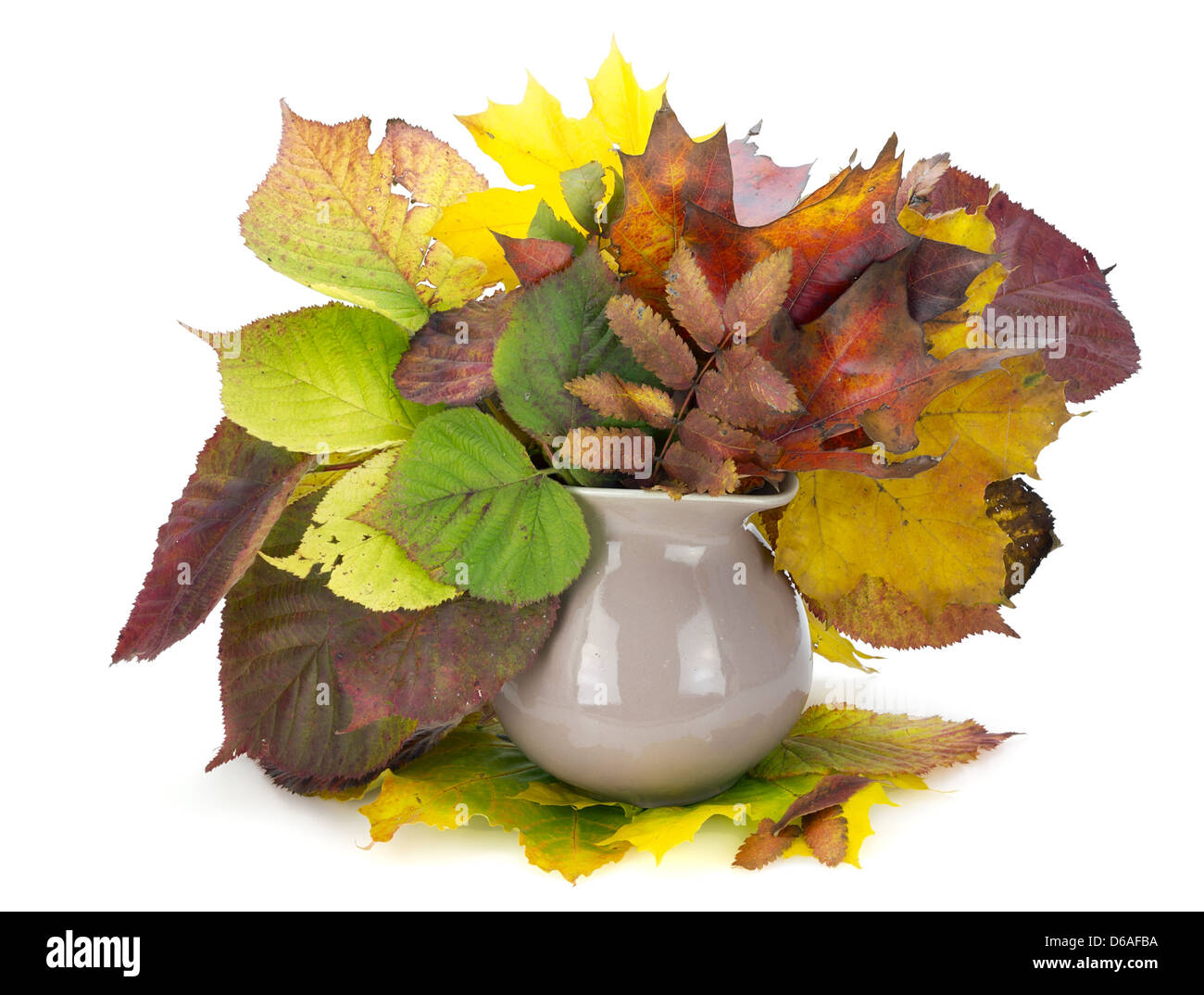 Brown red leaves in Cut Out Stock Images & Pictures - Alamy