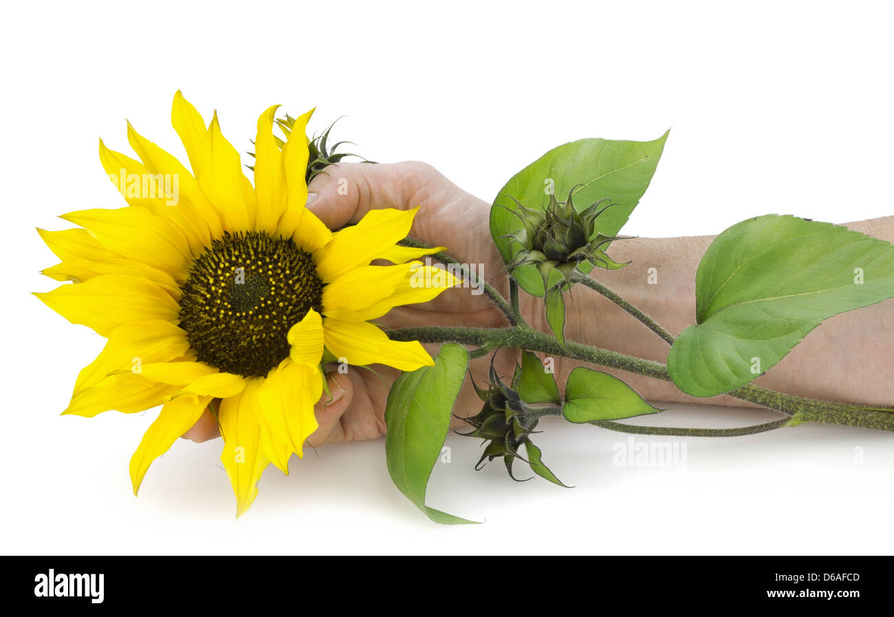 Sunflower in hand Stock Photo - Alamy