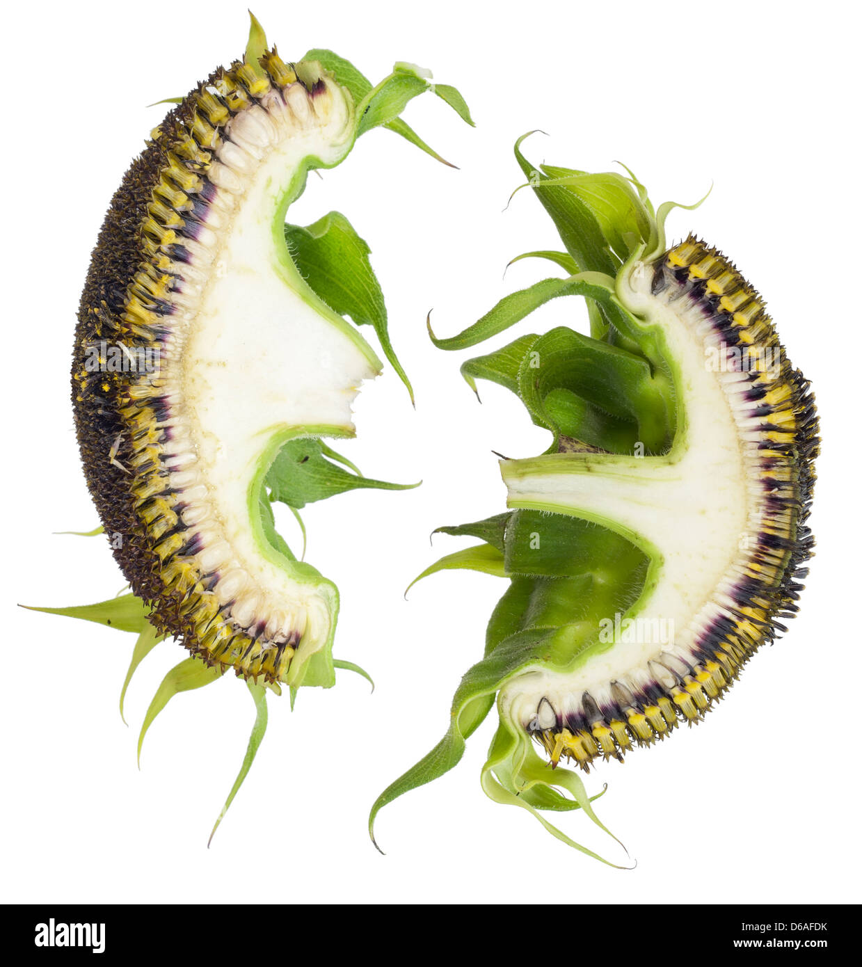 Sunflower half flower Cut Out Stock Images & Pictures - Alamy