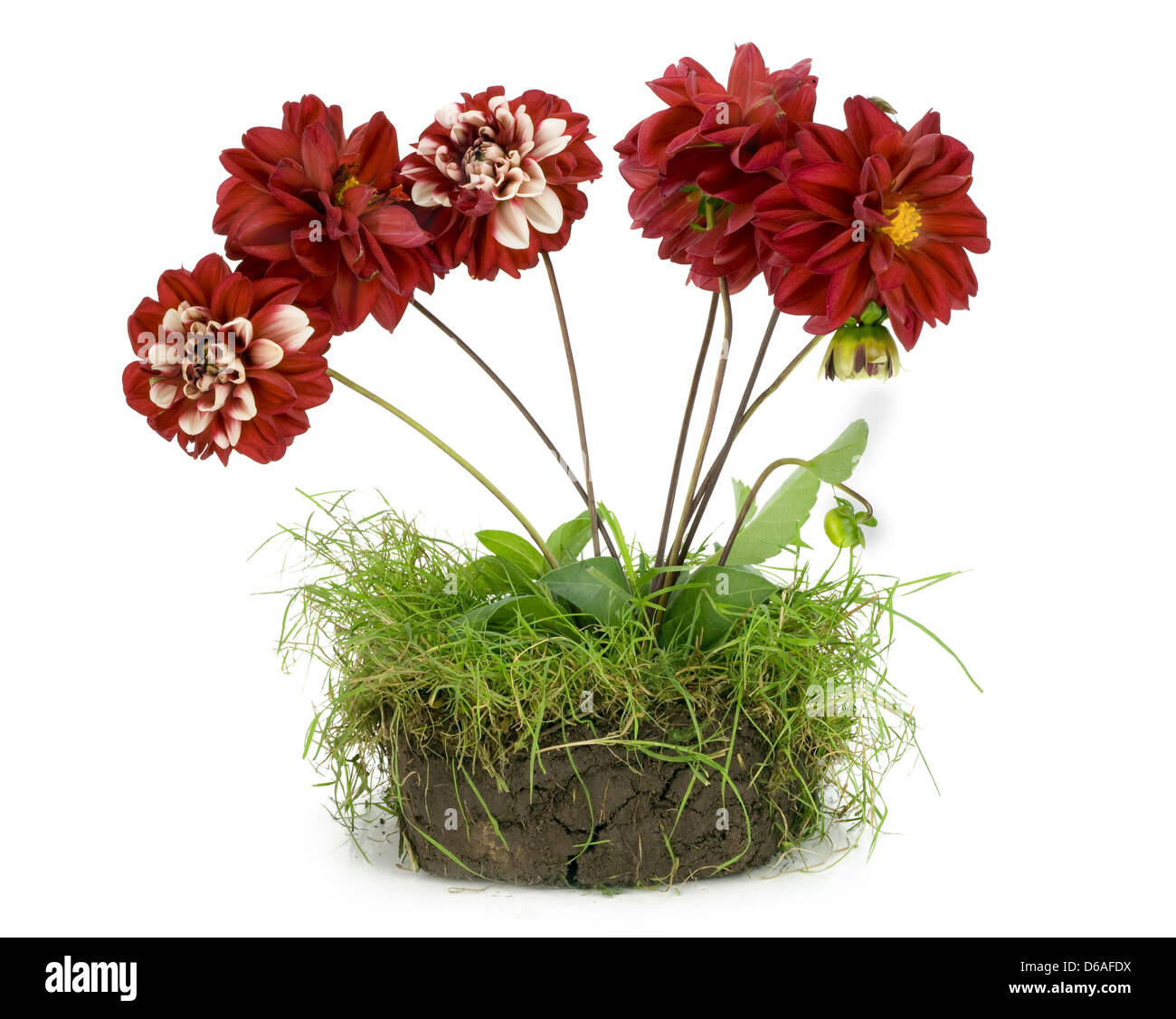 Earth - is a planet of flowers concept Stock Photo - Alamy