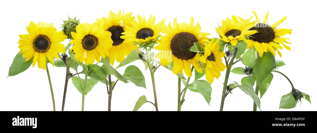 Sunflowers border hi-res stock photography and images - Alamy