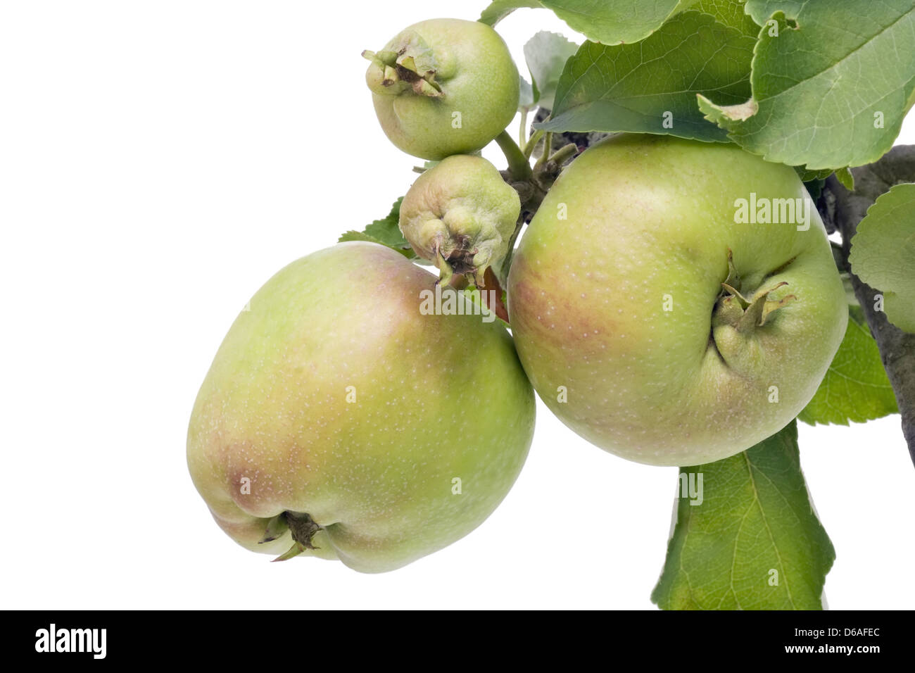 Real apples on a branch with leaves Stock Photo - Alamy