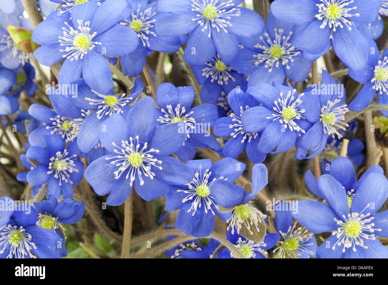first blue springs flowers background Stock Photo - Alamy