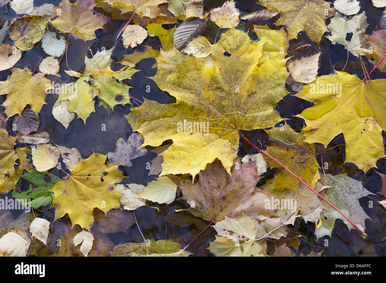 Leaf maple in water Stock Photo - Alamy