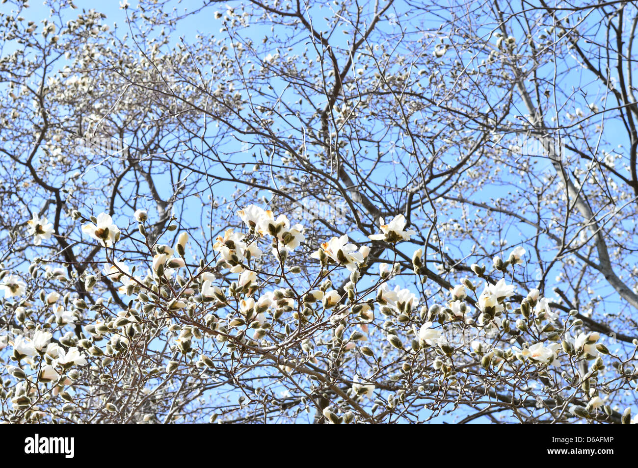 White magnolia tree reaching up to the sky Stock Photo - Alamy