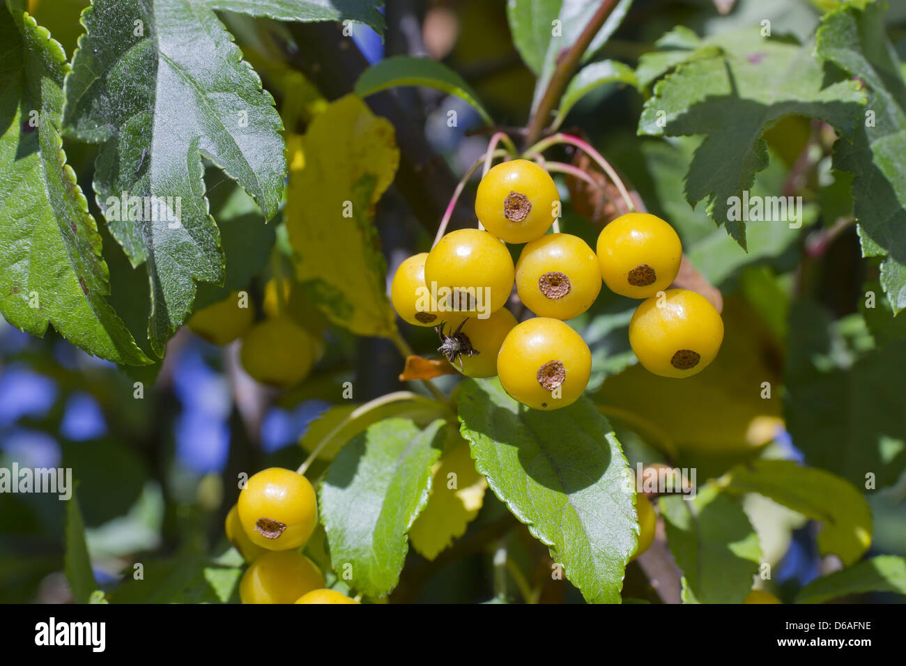 Yellow berries on branches Stock Photo - Alamy