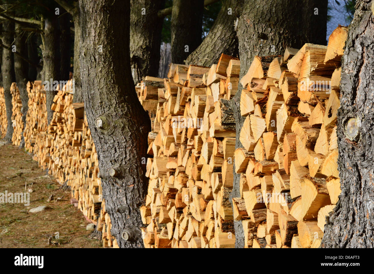 Rows of stacked firewood wedged in-between trees Stock Photo - Alamy