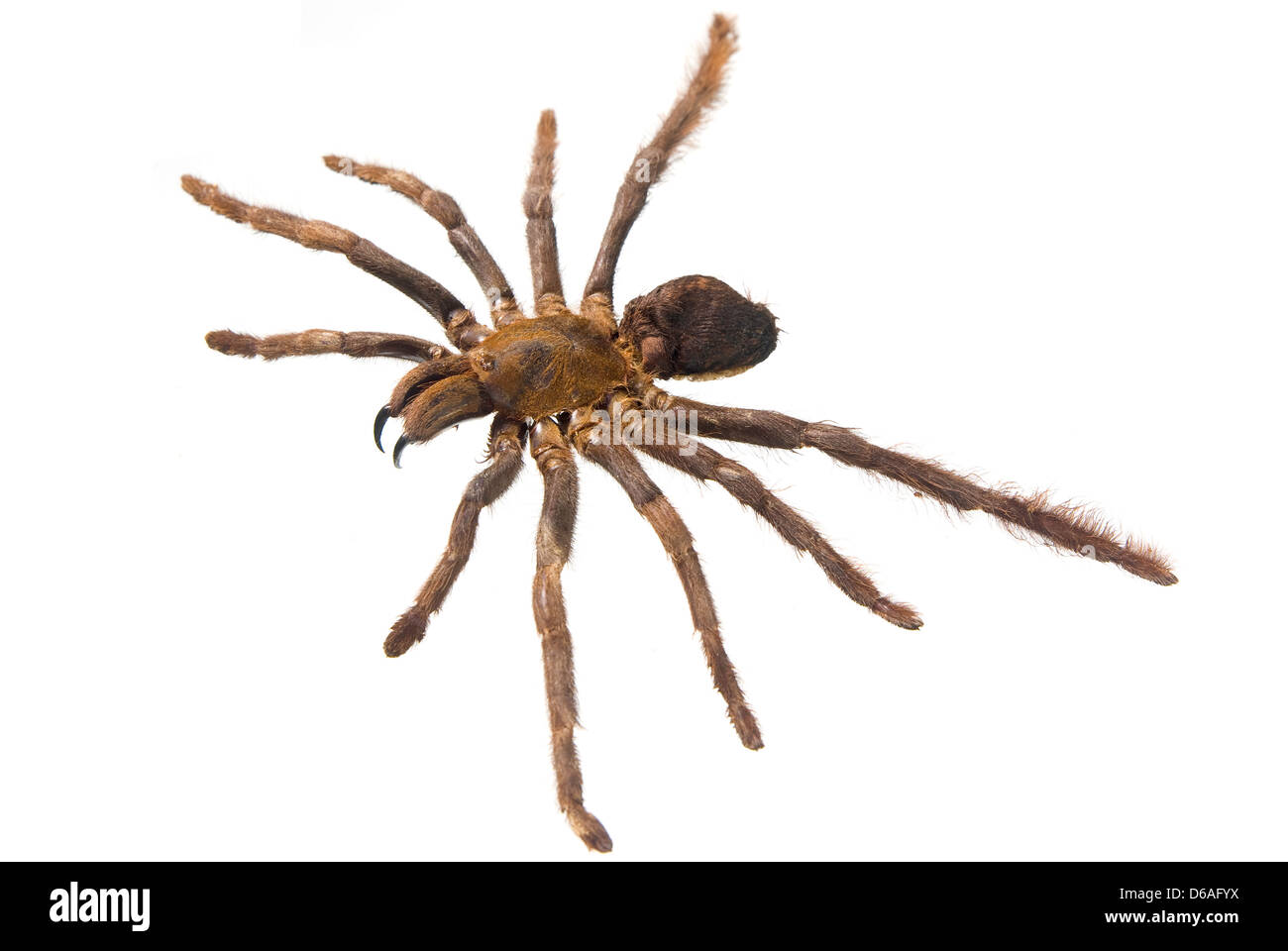 furry spider isolated on white Stock Photo - Alamy