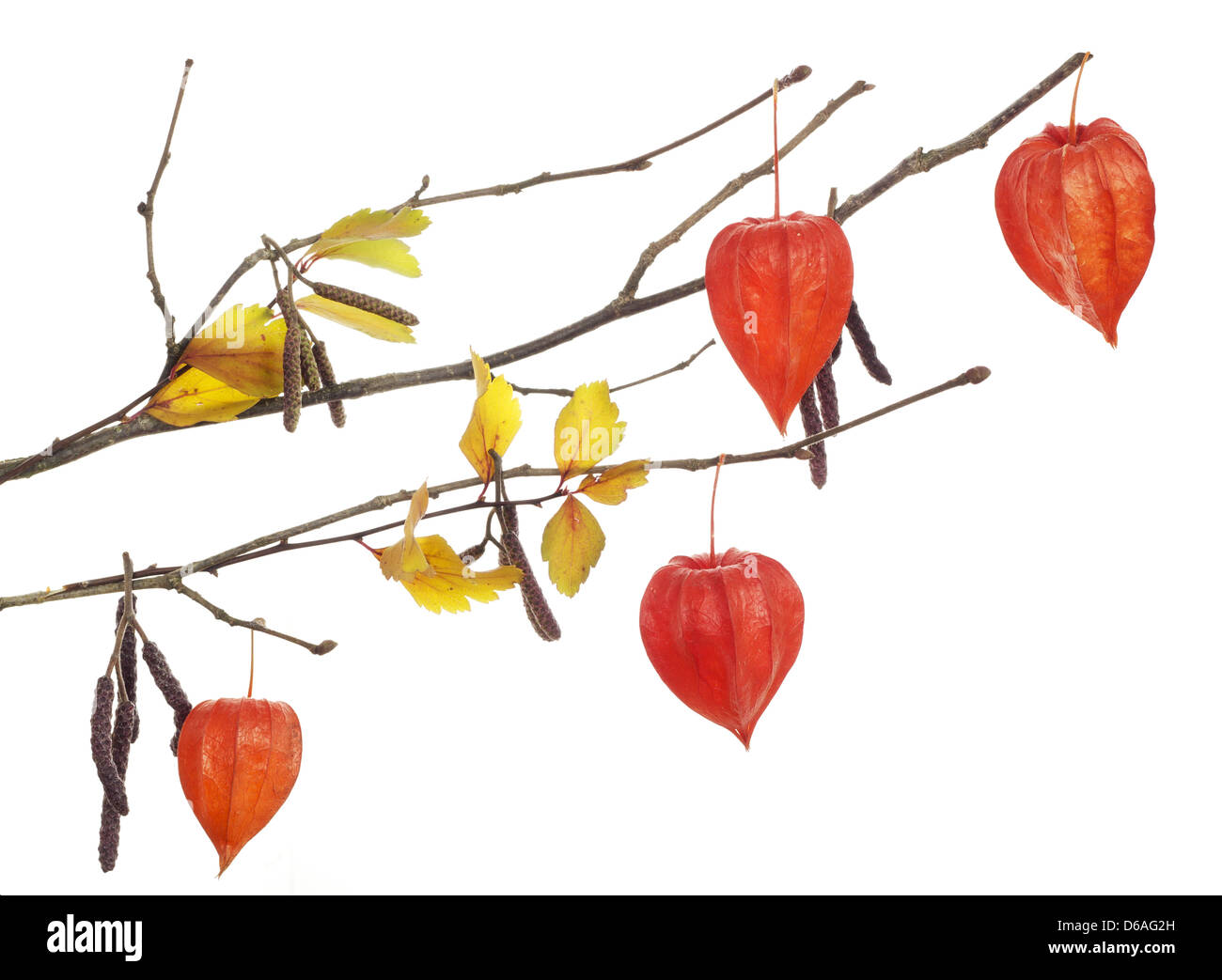 Autumn tree branch isolated Stock Photo - Alamy