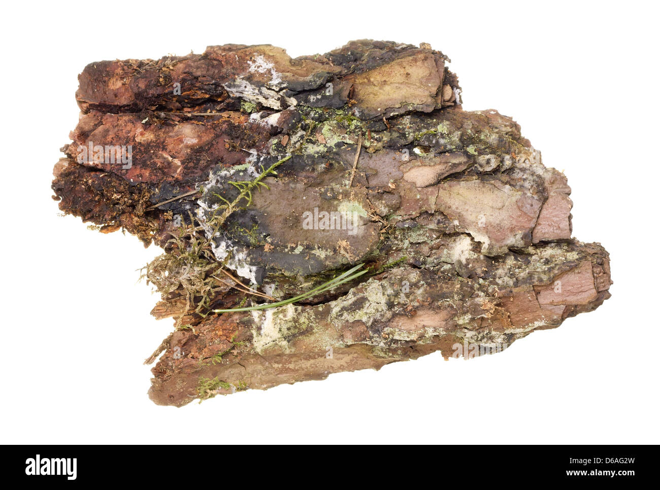 Old rough tree bark Cut Out Stock Images & Pictures - Alamy