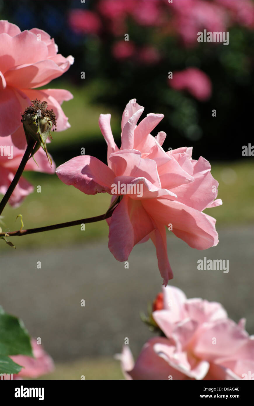 pink roses, blue sky close up Stock Photo - Alamy