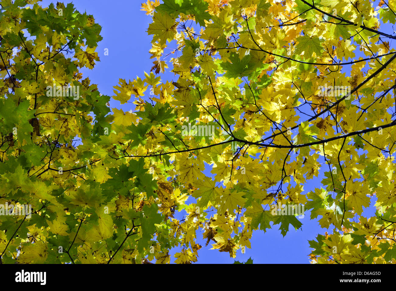 Maples maples maples maples maples hi-res stock photography and images ...