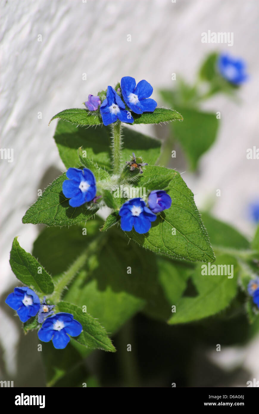 Forget-me-not , small, pretty, blue flowers ,garden, ,spring Stock ...