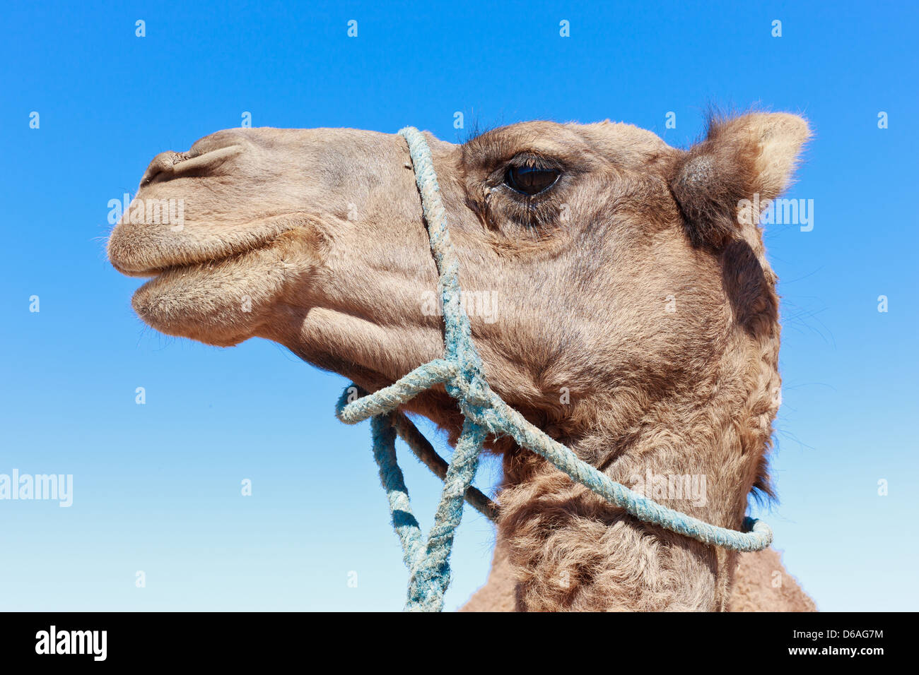 Lone Camel with blue sky Stock Photo - Alamy
