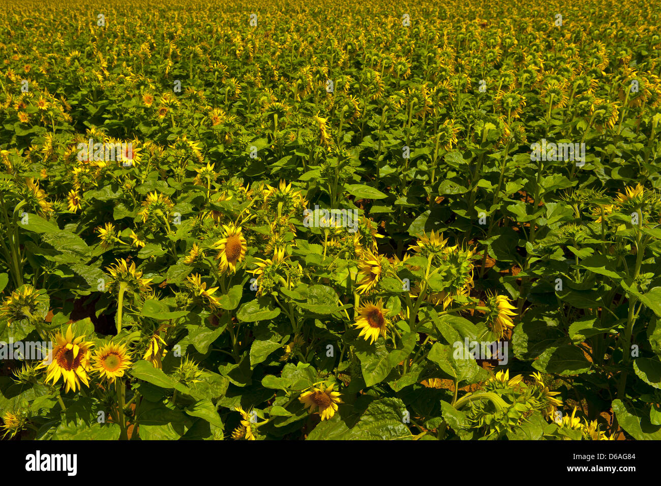 Sunflowe hi-res stock photography and images - Alamy