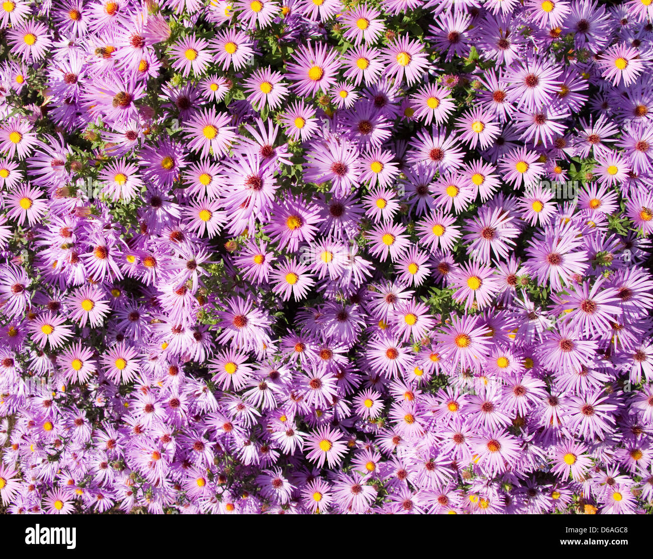 Close up of a bed of aster flowers in vibrant lavender and purple Stock ...