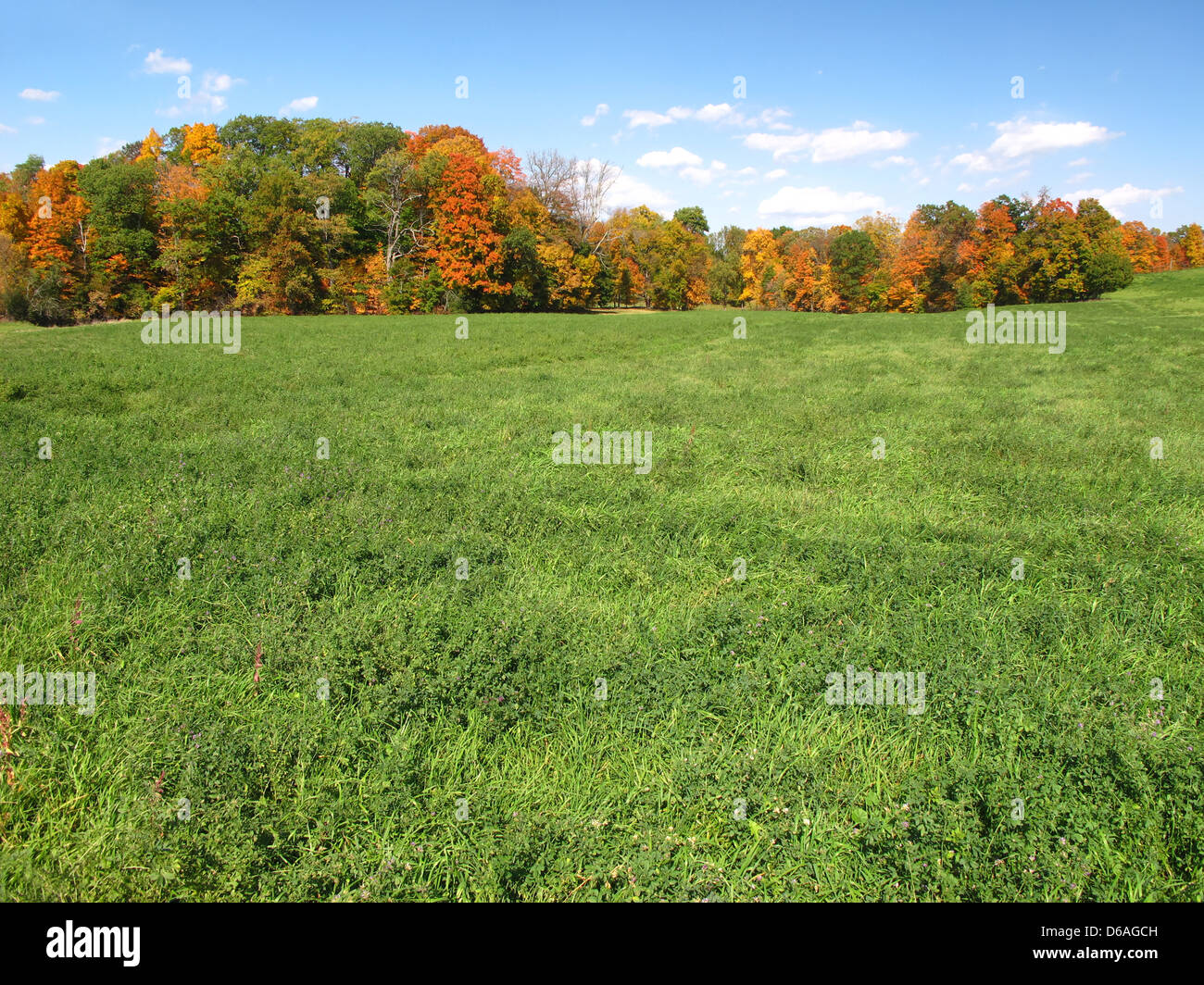 Green grass field with brightly colored autumn trees in the background ...