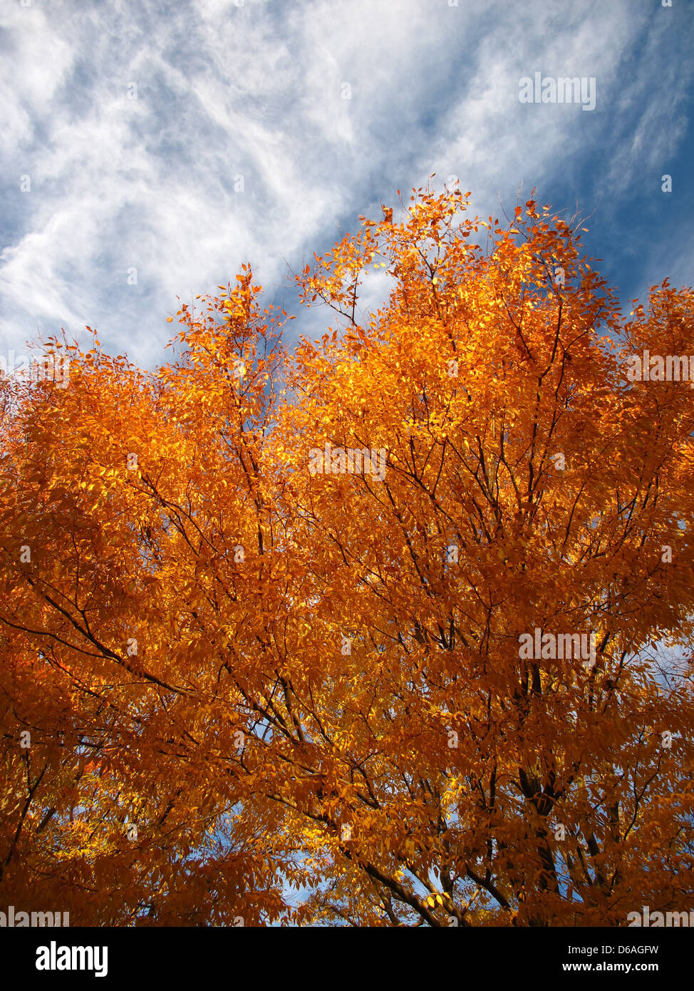 Tree Leaves in Fall Stock Photo - Alamy