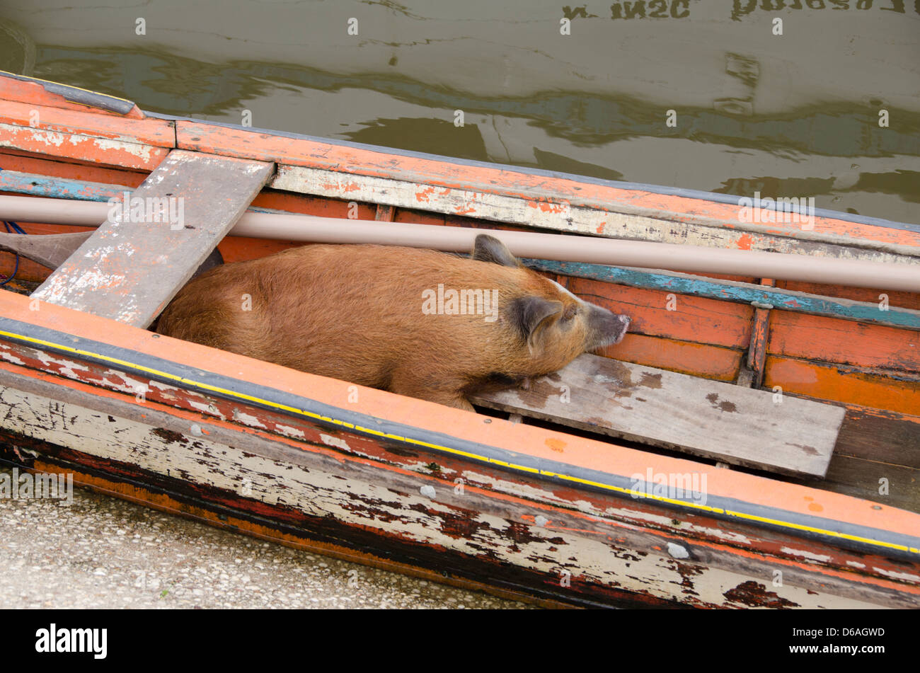 Brazil, Amazonas, Rio Tapajos, Santarem. Pet pig in a canoe Stock Photo ...